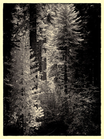 Infrared Images Thumbnails: Elizabeth Currier Images