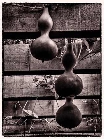 Infrared Images Thumbnails: Elizabeth Currier Images